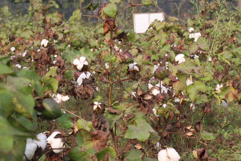 Peruvian Pima Cotton on Tree in Farm Stock Image - Image of pure ...
