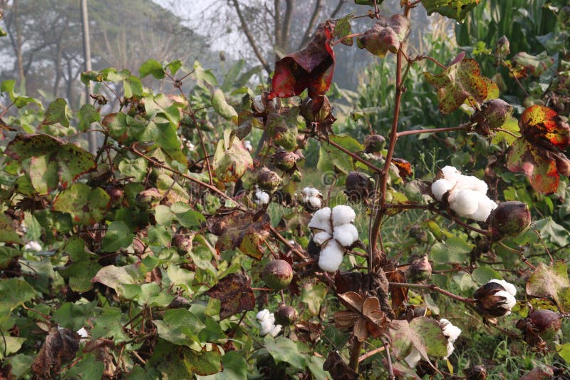 Peruvian Pima Cotton on Tree in Farm Stock Photo - Image of season ...