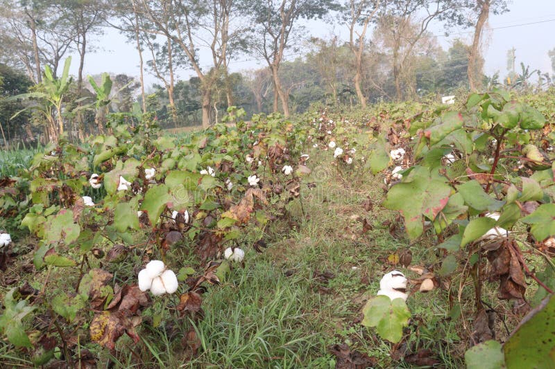 Peruvian Pima Cotton on Tree in Farm Stock Image - Image of pima ...