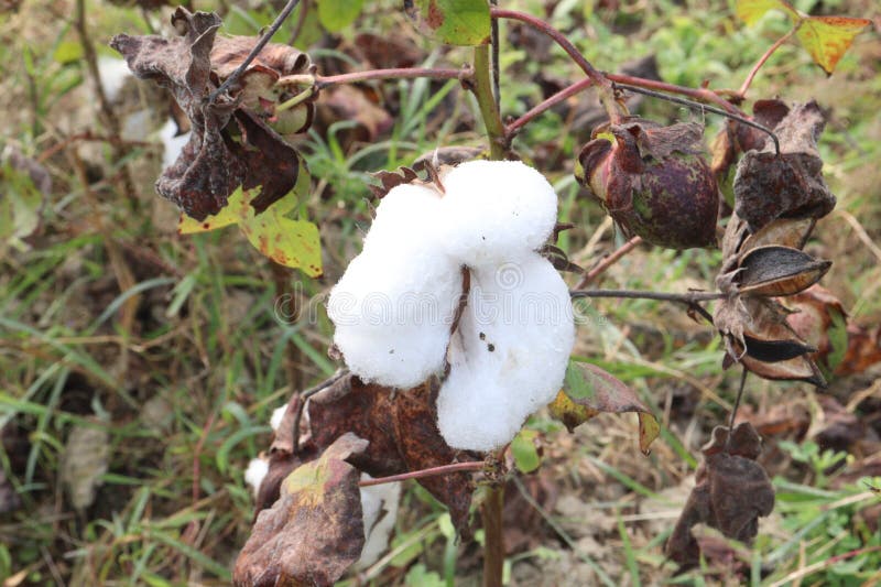 Peruvian Pima Cotton on Tree in Farm Stock Photo - Image of cotton ...