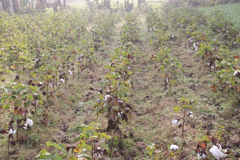 Peruvian Pima Cotton on Tree in Farm Stock Image - Image of branch ...