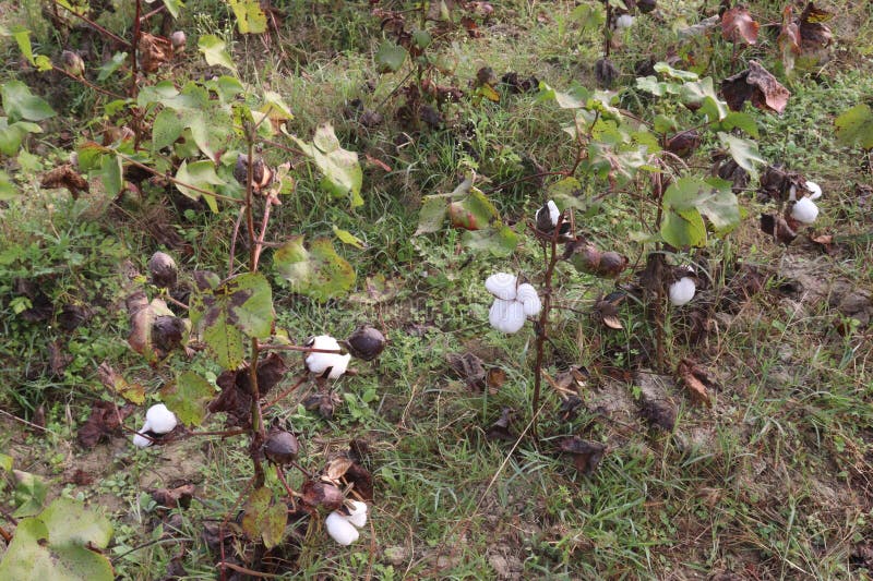 Peruvian Pima Cotton on Tree in Farm Stock Photo - Image of plant ...