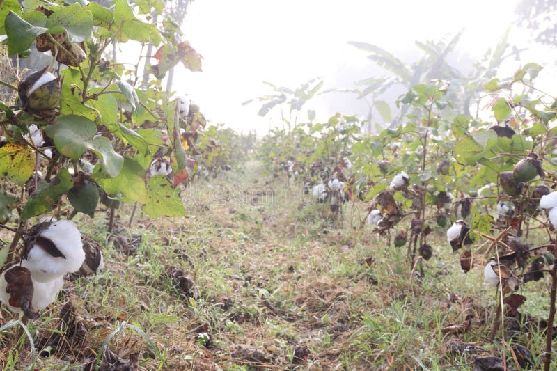 Peruvian Pima Cotton on Tree in Farm Stock Photo - Image of season ...