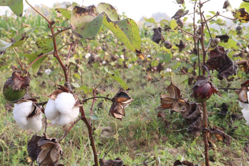 Peruvian Pima Cotton on Tree in Farm Stock Photo - Image of green ...