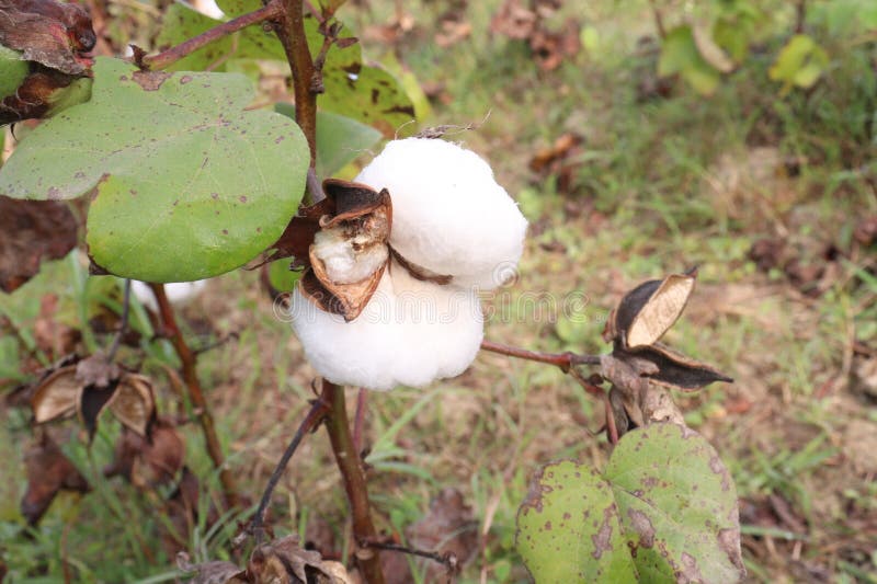 Peruvian Pima Cotton on Tree in Farm Stock Image - Image of gossypium ...