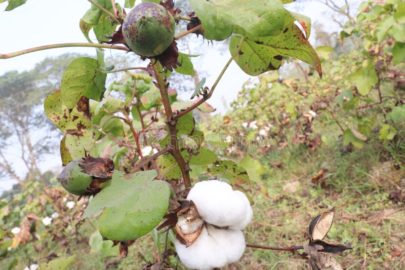 Peruvian Pima Cotton on Tree in Farm Stock Photo - Image of peruvian ...