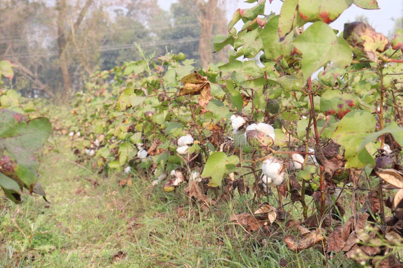 Peruvian Pima Cotton on Tree in Farm Stock Image - Image of island ...