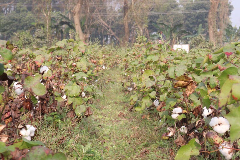 Peruvian Pima Cotton on Tree in Farm Stock Image - Image of agriculture ...