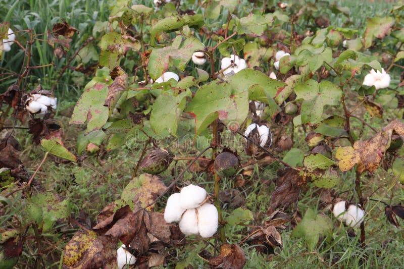 Peruvian Pima Cotton on Tree in Farm Stock Image - Image of pima ...