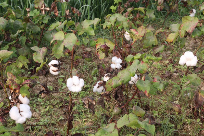 Peruvian Pima Cotton on Tree in Farm Stock Photo - Image of boll ...