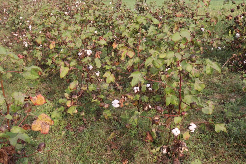 Peruvian Pima Cotton on Tree in Farm Stock Image - Image of barbadense ...