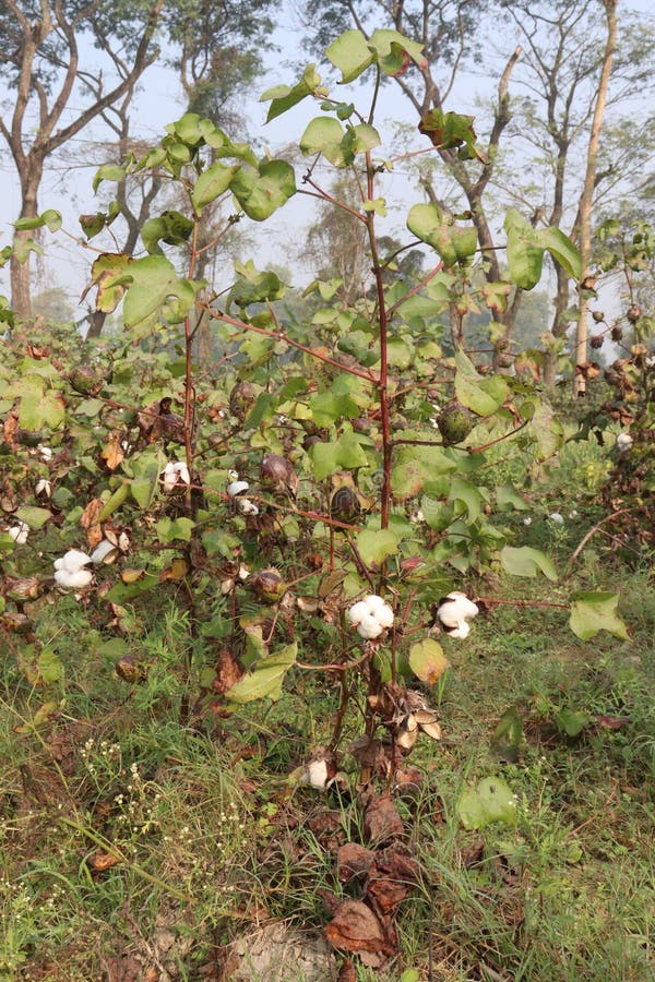 Peruvian Pima Cotton on Tree in Farm Stock Photo - Image of nature ...