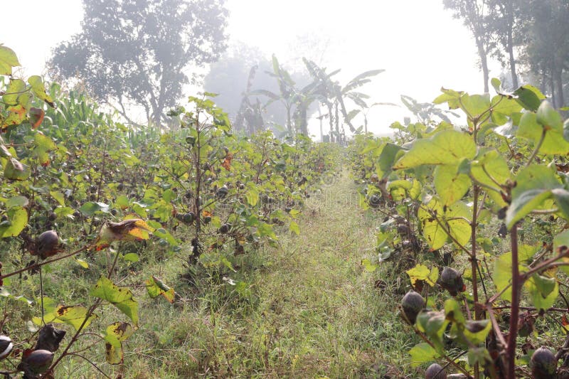 Peruvian Pima Cotton on Tree in Farm Stock Image - Image of tree ...