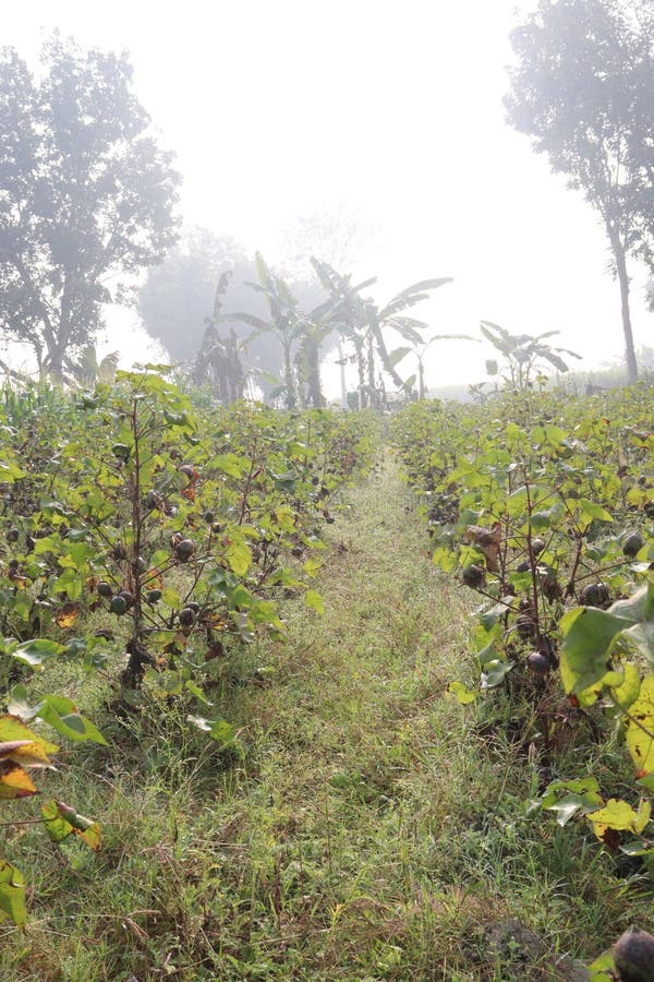 Peruvian Pima Cotton on Tree in Farm Stock Image - Image of soft, tree ...
