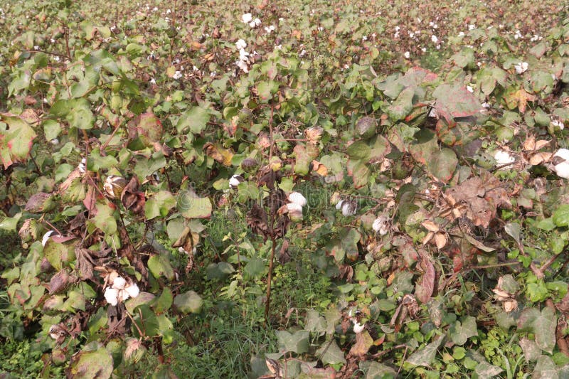 Peruvian Pima Cotton on Tree in Farm Stock Image - Image of peruvian ...