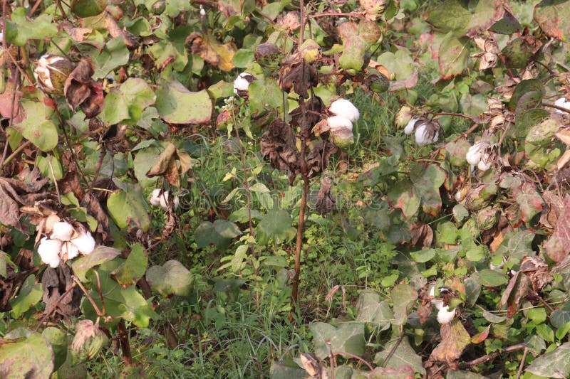 Peruvian Pima Cotton on Tree in Farm Stock Photo - Image of dried ...