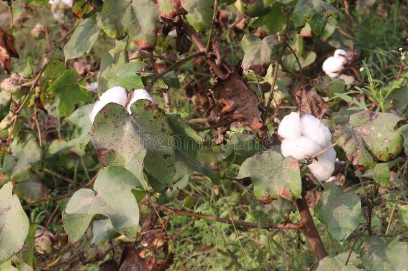 Peruvian Pima Cotton on Tree in Farm Stock Image - Image of dried ...