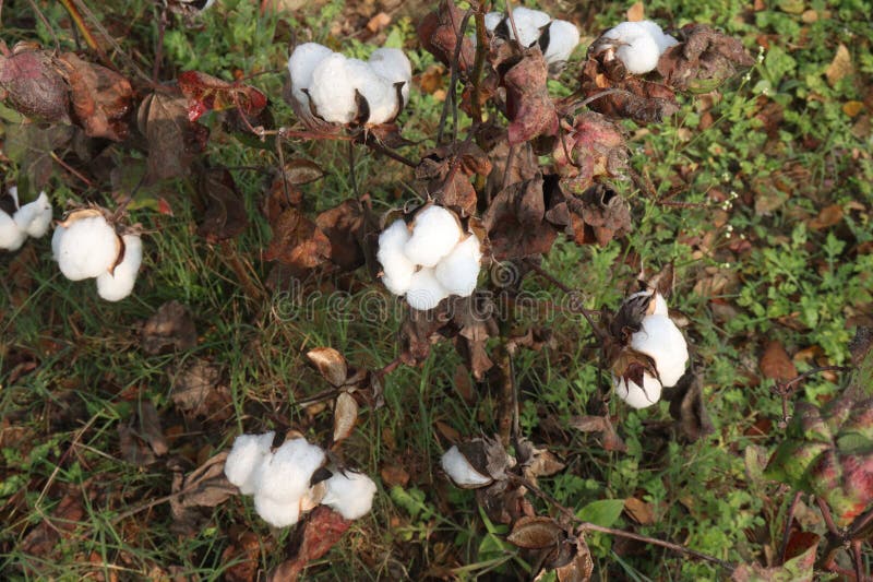 Peruvian Pima Cotton on Tree in Farm Stock Image - Image of tree ...