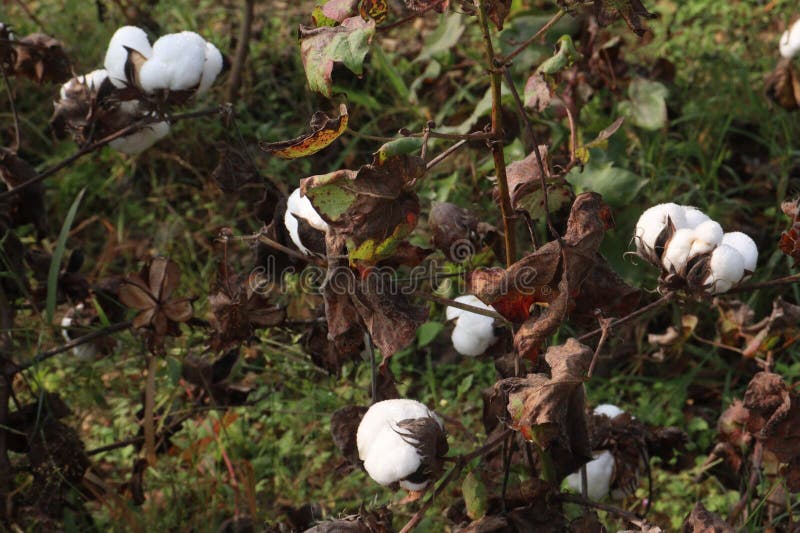 Peruvian Pima Cotton on Tree in Farm Stock Photo - Image of pure ...