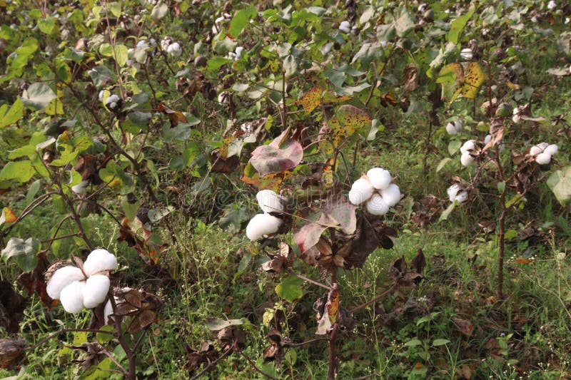 Peruvian Pima Cotton on Tree in Farm Stock Image - Image of island ...