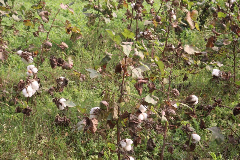 Peruvian Pima Cotton on Tree in Farm Stock Image - Image of gossypium ...