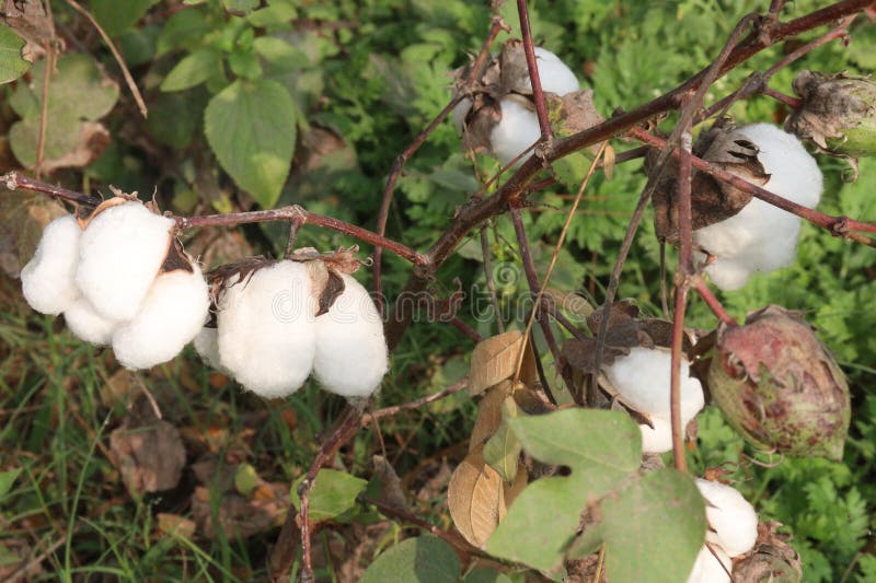 Peruvian Pima Cotton on Tree in Farm Stock Image - Image of peruvian ...