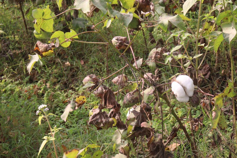 Peruvian Pima Cotton on Tree in Farm Stock Photo - Image of green ...