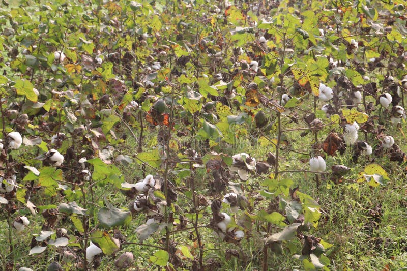 Peruvian Pima Cotton on Tree in Farm Stock Photo - Image of family ...