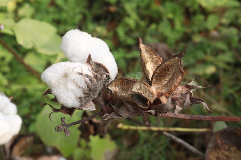 Peruvian Pima Cotton on Tree in Farm Stock Photo - Image of stem, black ...