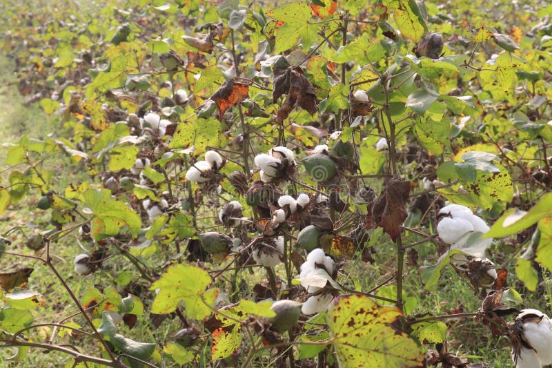 Peruvian Pima Cotton on Tree in Farm Stock Image - Image of dried ...
