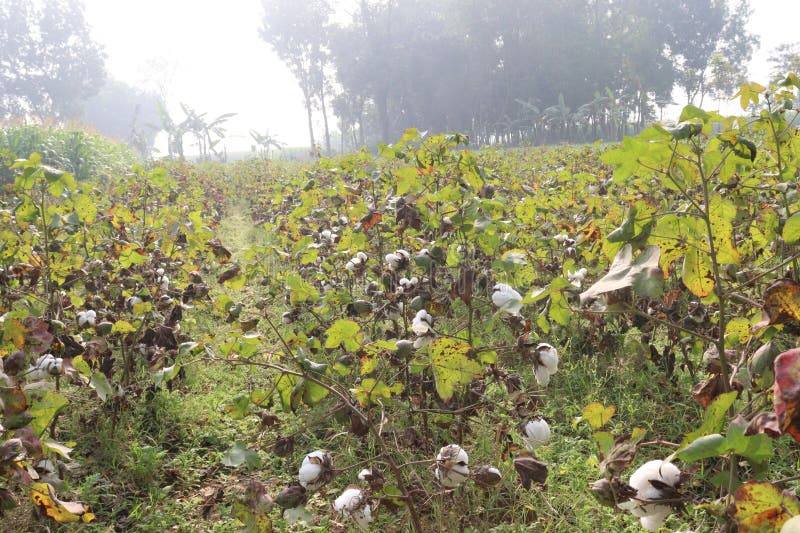 Peruvian Pima Cotton on Tree in Farm Stock Image - Image of ball ...