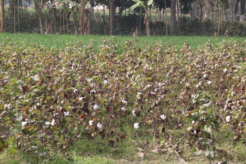 Peruvian Pima Cotton on Tree in Farm Stock Image - Image of spring ...