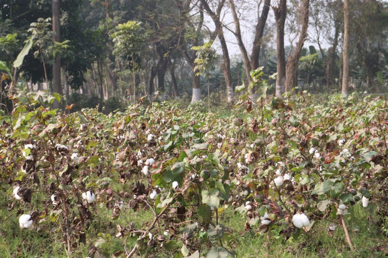 Peruvian Pima Cotton on Tree in Farm Stock Image - Image of stem ...