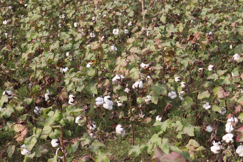 Peruvian Pima Cotton on Tree in Farm Stock Image - Image of ball ...