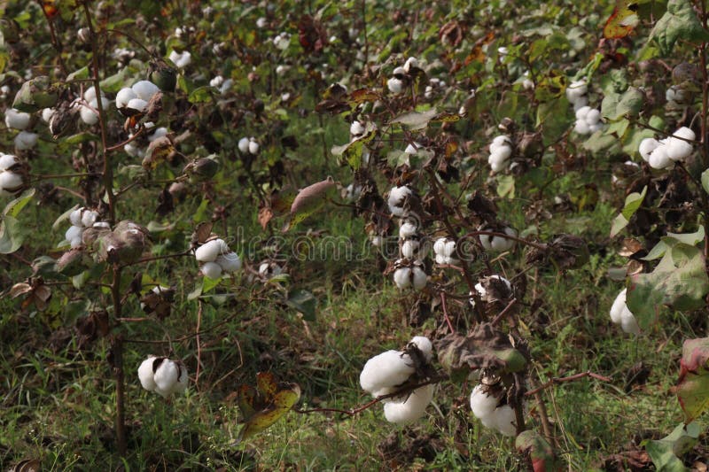 Peruvian Pima Cotton on Tree in Farm Stock Image - Image of mallow ...