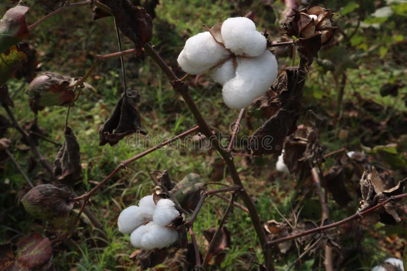 Peruvian Pima Cotton on Tree in Farm Stock Photo - Image of natural ...