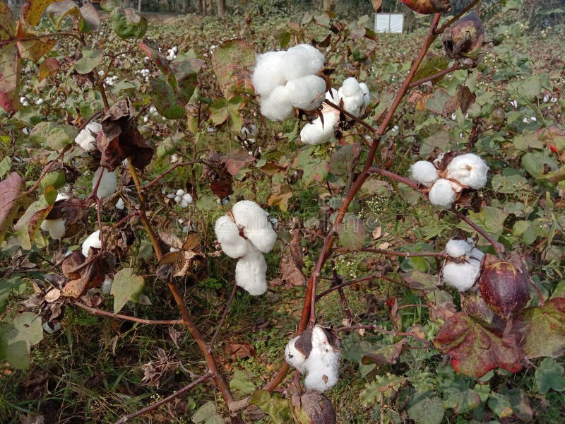 Peruvian Pima Cotton on Tree in Farm Stock Image - Image of soft, green ...