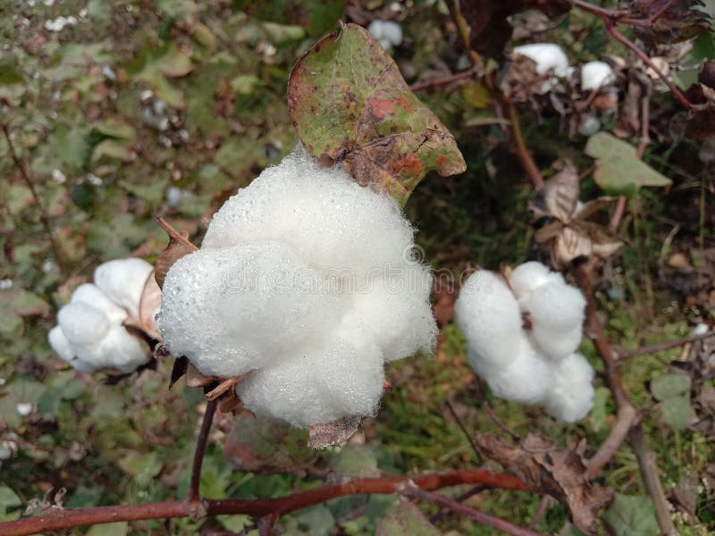 Peruvian Pima Cotton on Tree in Farm Stock Photo - Image of blossom ...