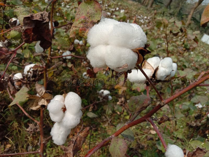 Peruvian Pima Cotton on Tree in Farm Stock Photo - Image of blossom ...