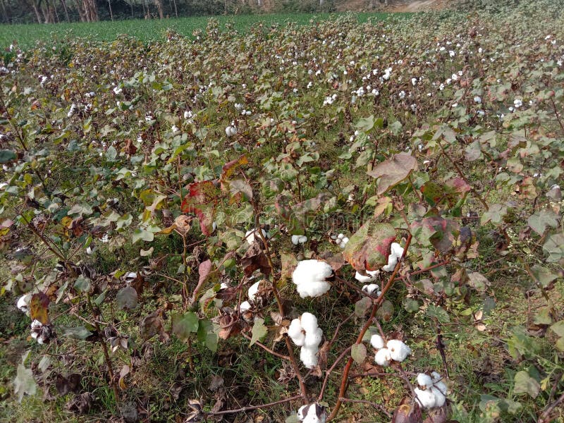 Peruvian Pima Cotton on Tree in Farm Stock Image - Image of cotton ...