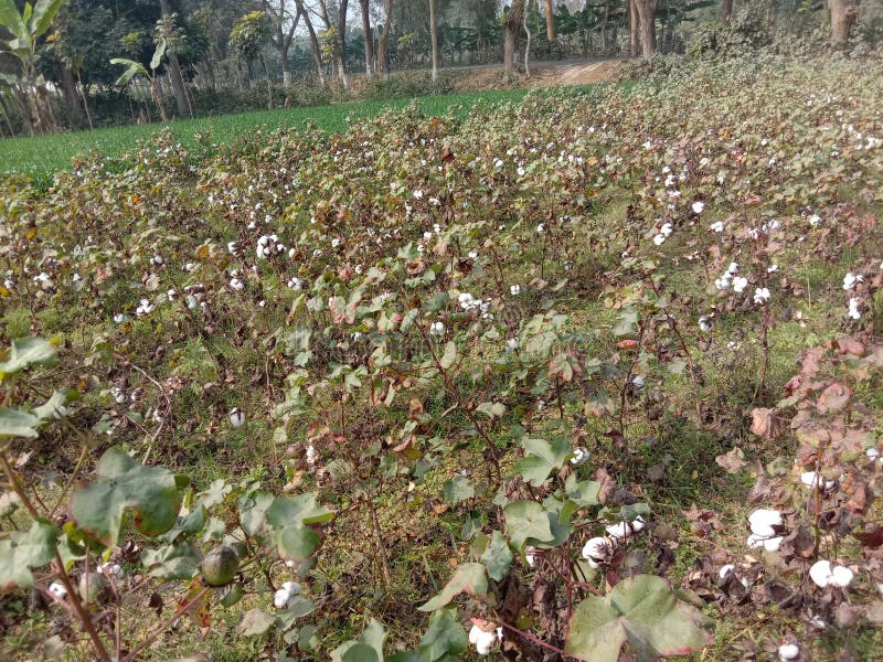 Peruvian Pima Cotton on Tree in Farm Stock Image - Image of agriculture ...