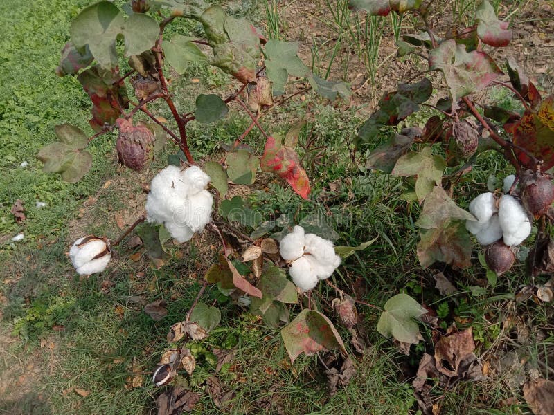 Peruvian Pima Cotton on Tree in Farm Stock Image - Image of egyptian ...