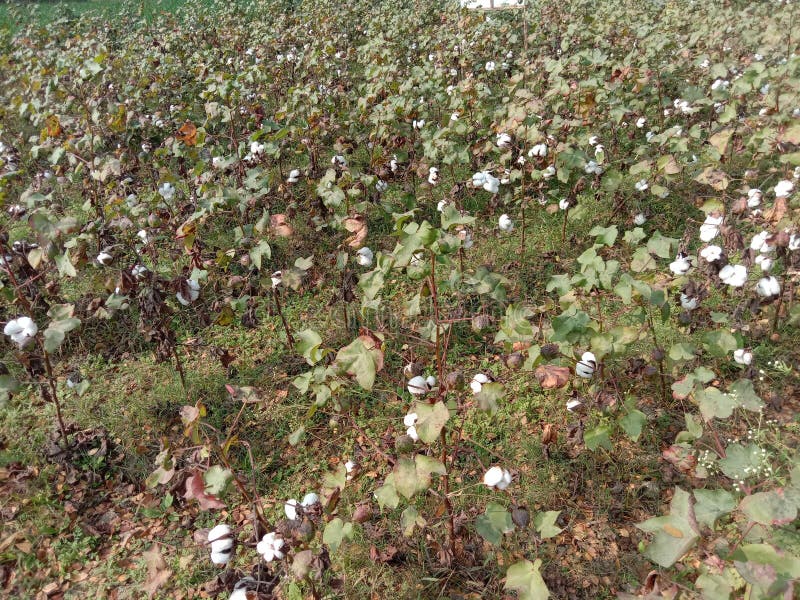 Peruvian Pima Cotton on Tree in Farm Stock Photo - Image of agriculture ...