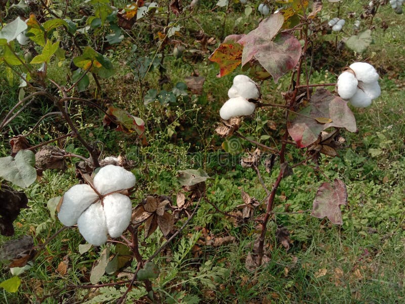 Peruvian Pima Cotton on Tree in Farm Stock Image - Image of peruvian ...