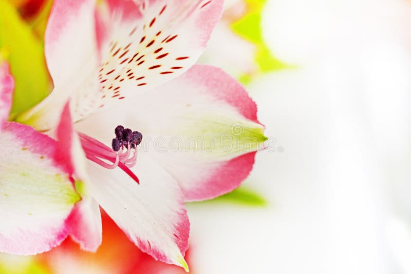 Peruvian Pink Lily Close-up on a Light Background Stock Photo - Image ...