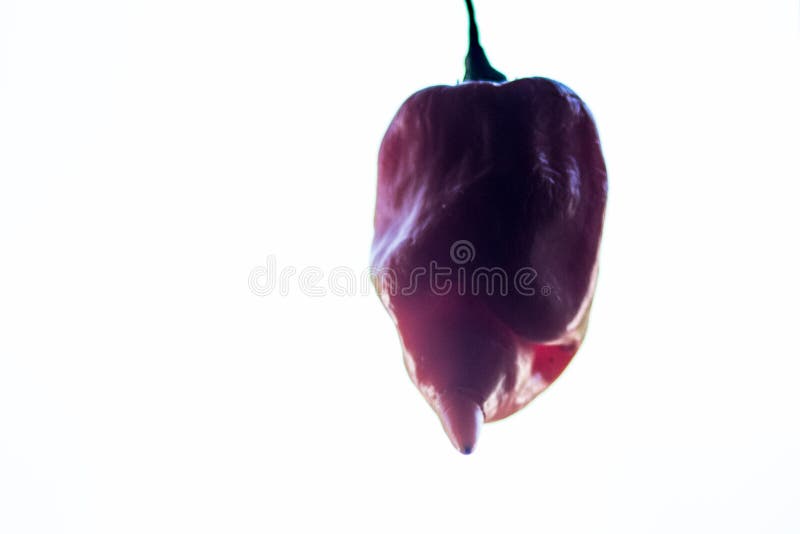 Peruvian red pepper stock image. Image of south, manzano - 106696817
