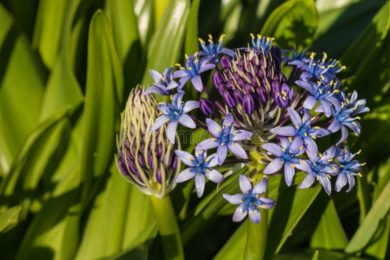 Peruvian scilla flowers stock image. Image of bloom, peruvian - 60279051