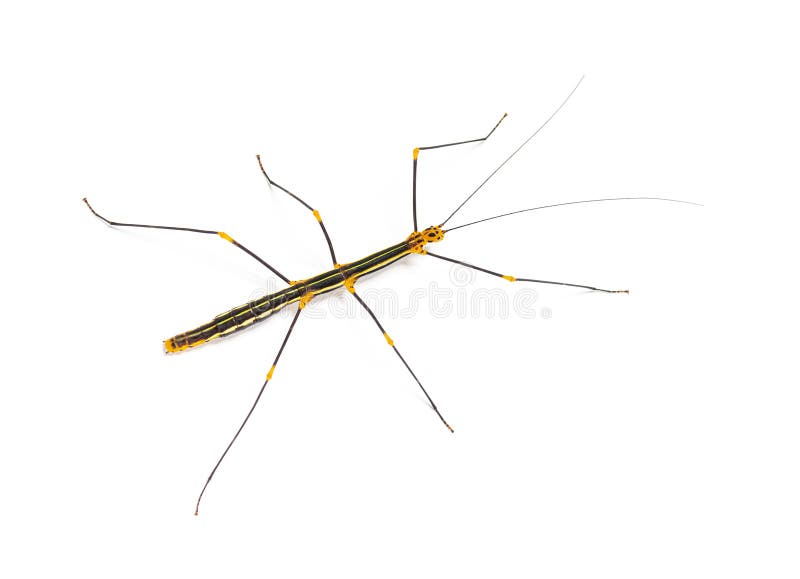 Peruvian Stick Insect View from Above, Oreophoetes Peruana, Isolated on ...