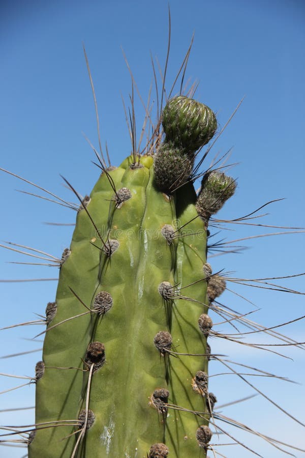 Blue Torch Cactus Stock Photos - Free & Royalty-Free Stock Photos from ...
