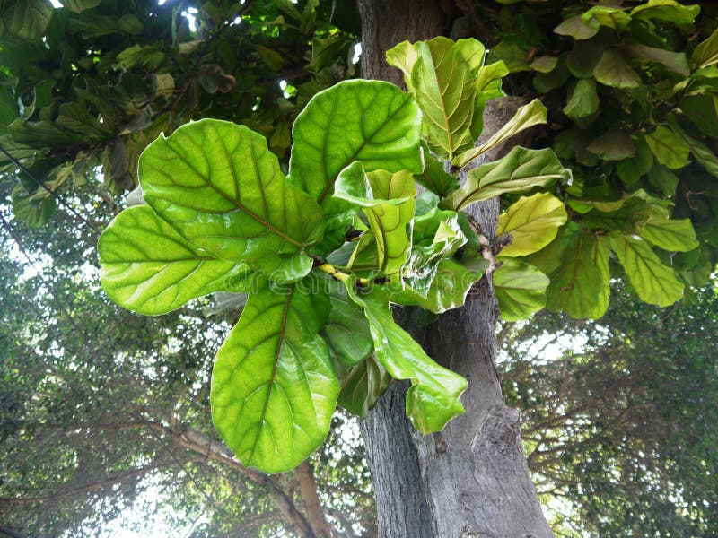 Peruvian tree leaves stock image. Image of moody, nature - 47815715